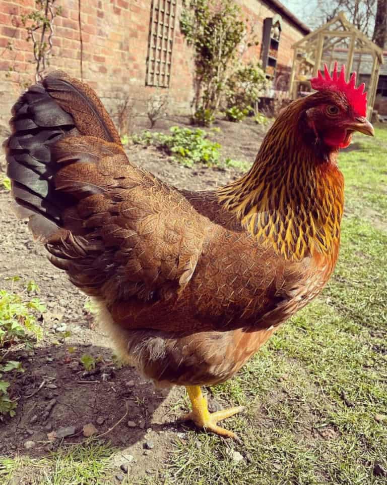 Welsummer Chicken: Eggs, Height, Size and Raising Tips