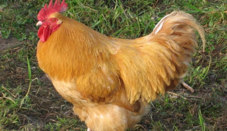 Top 11 Types of Roosters for Your Flock Top 11 Types of Roosters for Your Flock
