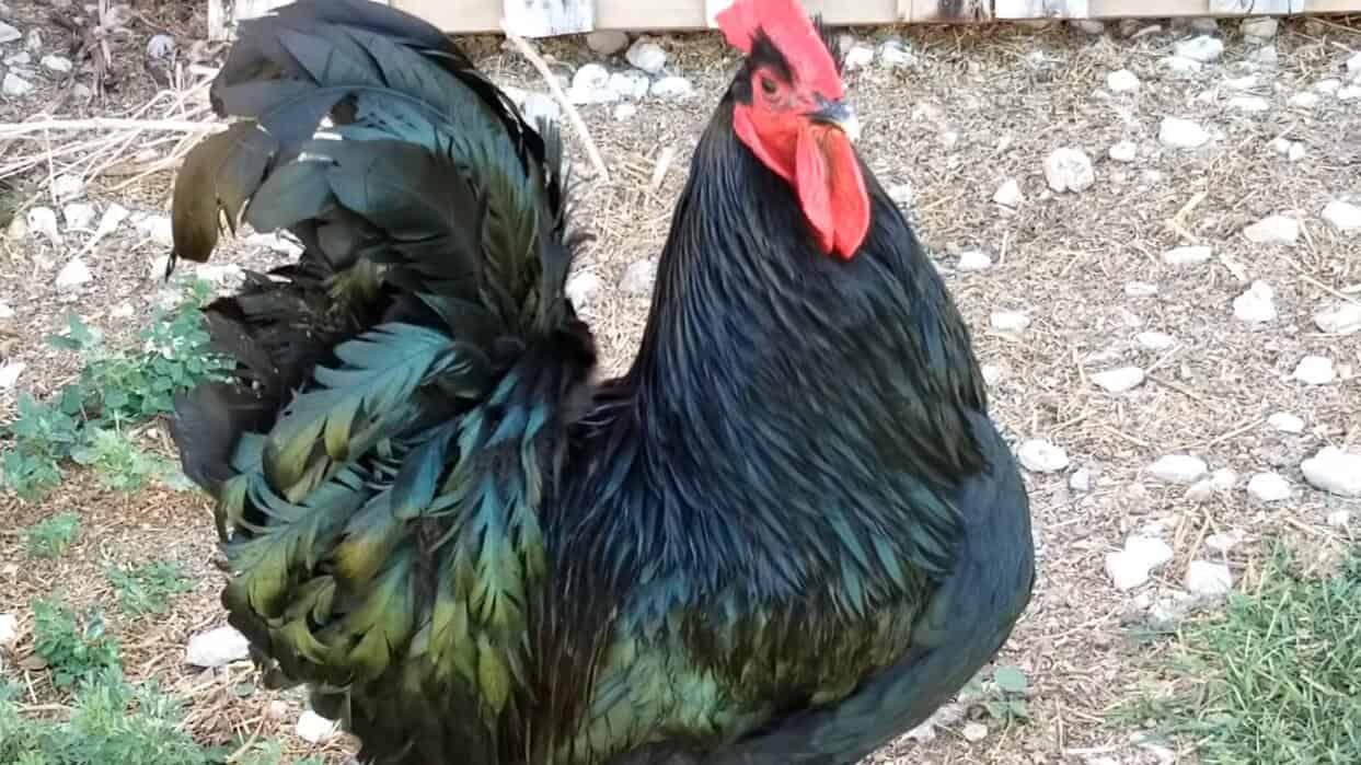 Top 11 Types of Roosters for Your Flock
