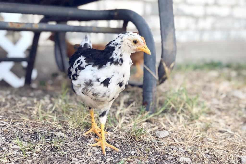 Ancona Chicken: Eggs, Height, Size and Raising Tips