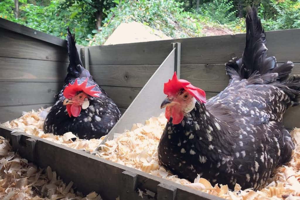 Ancona Chicken: Eggs, Height, Size and Raising Tips