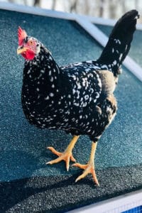 Ancona Chicken: Eggs, Height, Size and Raising Tips