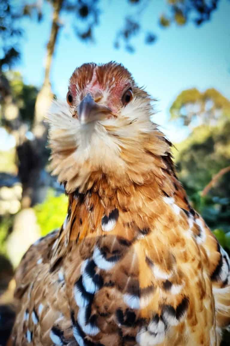 Top 6 Utterly Cute Chicken Breeds (with Pictures)