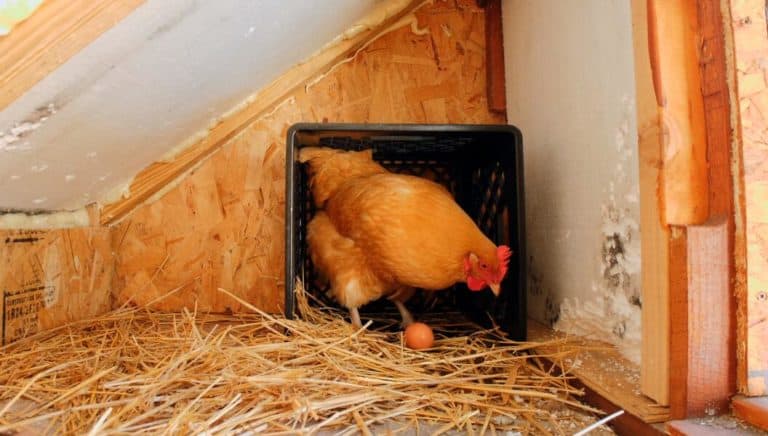 15+ Facts About Fertilized Chicken Eggs