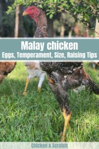 Malay Chicken: Eggs, Height, Size and Raising Tips