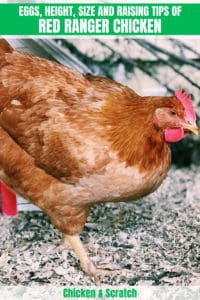 Red Ranger Chicken: Eggs, Height, Size and Raising Tips