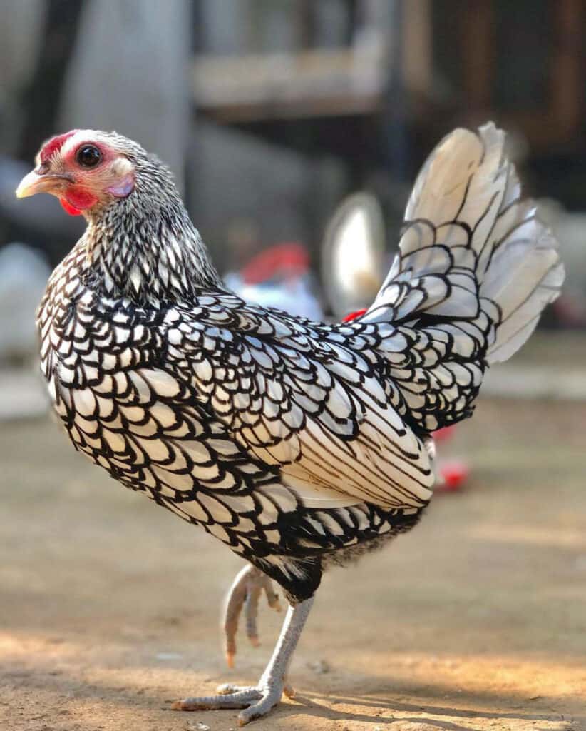 Sebright Chicken: Eggs, Height, Size and Raising Tips