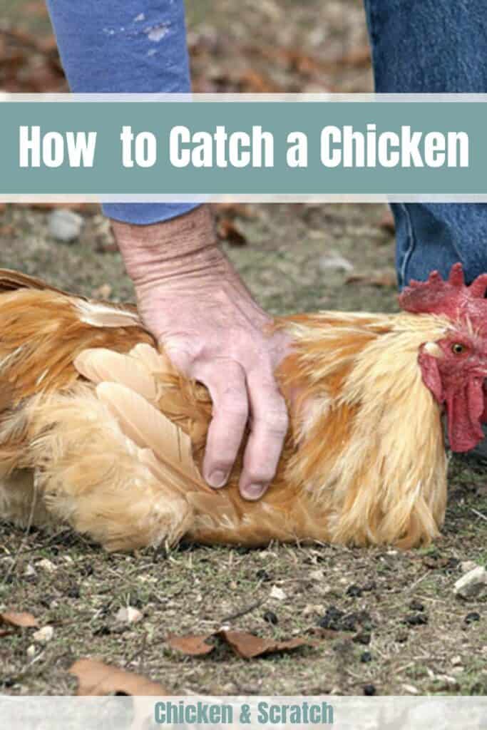 7 Ways to Catch a Chicken Easily