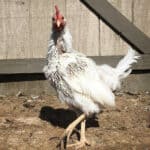 Molting Chickens: What Is It and How to Fix It?