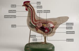 Chicken Anatomy 101: A Beginner's Guide to Understanding Your Flock