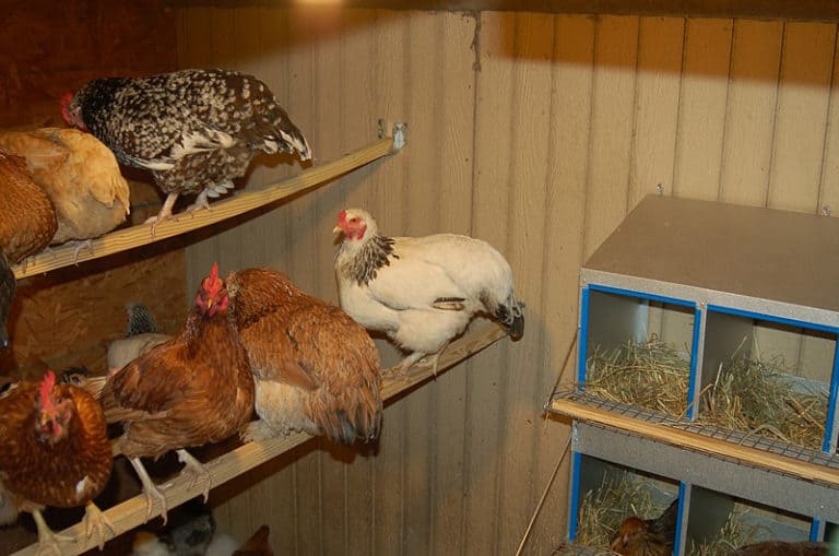 Chicken Roosts: Why It's Important to Your Hens
