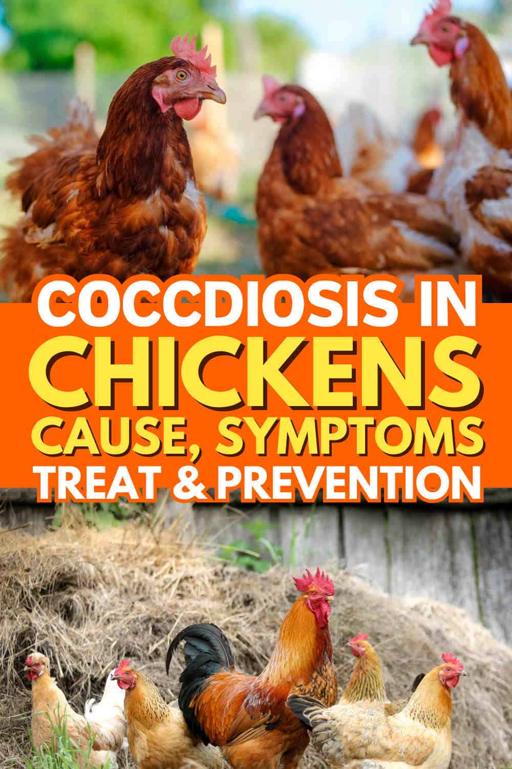 Coccidiosis in Chickens: Cause, Symptoms, Treat and Prevention