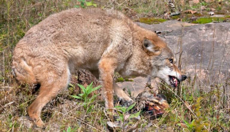 Top 10 Tips to Keep Your Chickens Safe From Predators