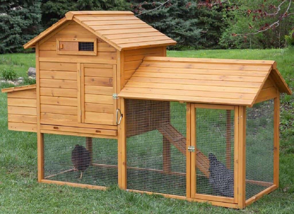 9 Ways to Protect Chickens from Hawks