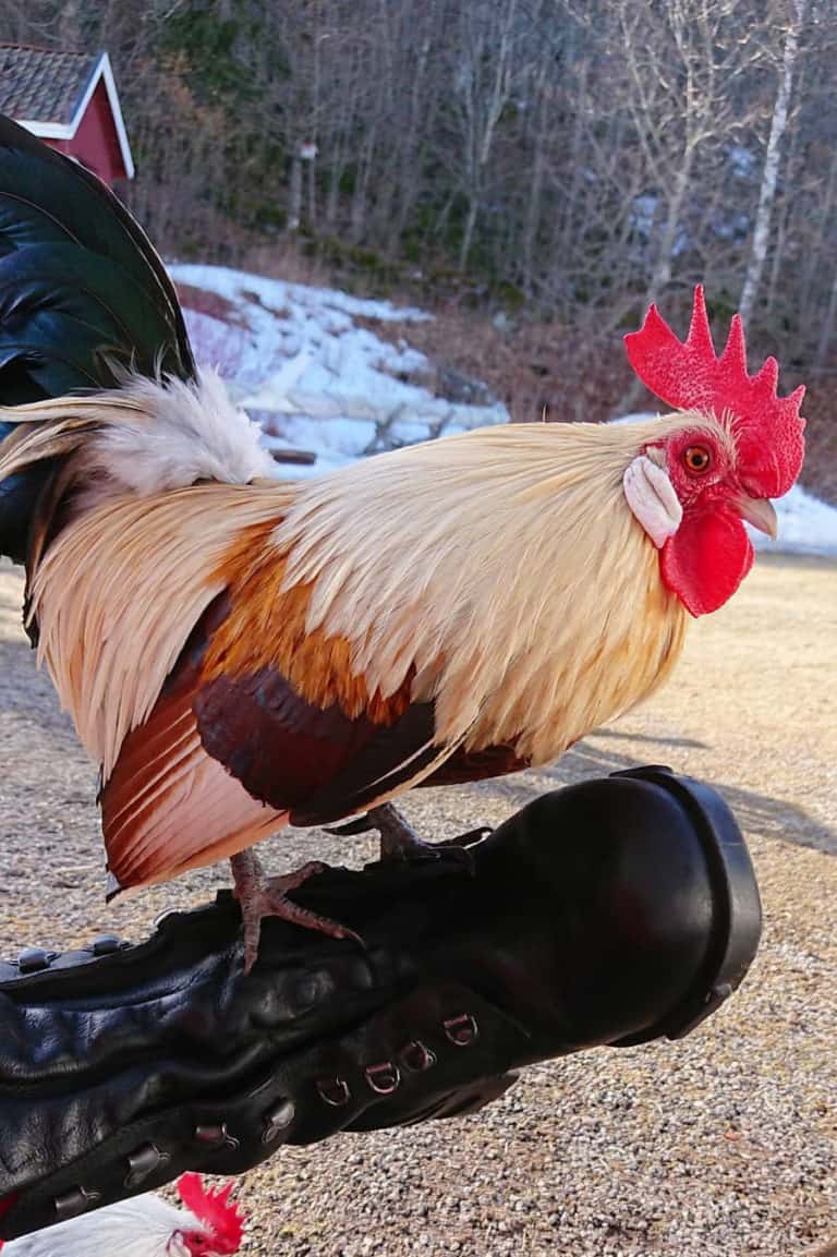 Top 8 Small Chicken Breeds (With Pictures & Videos)