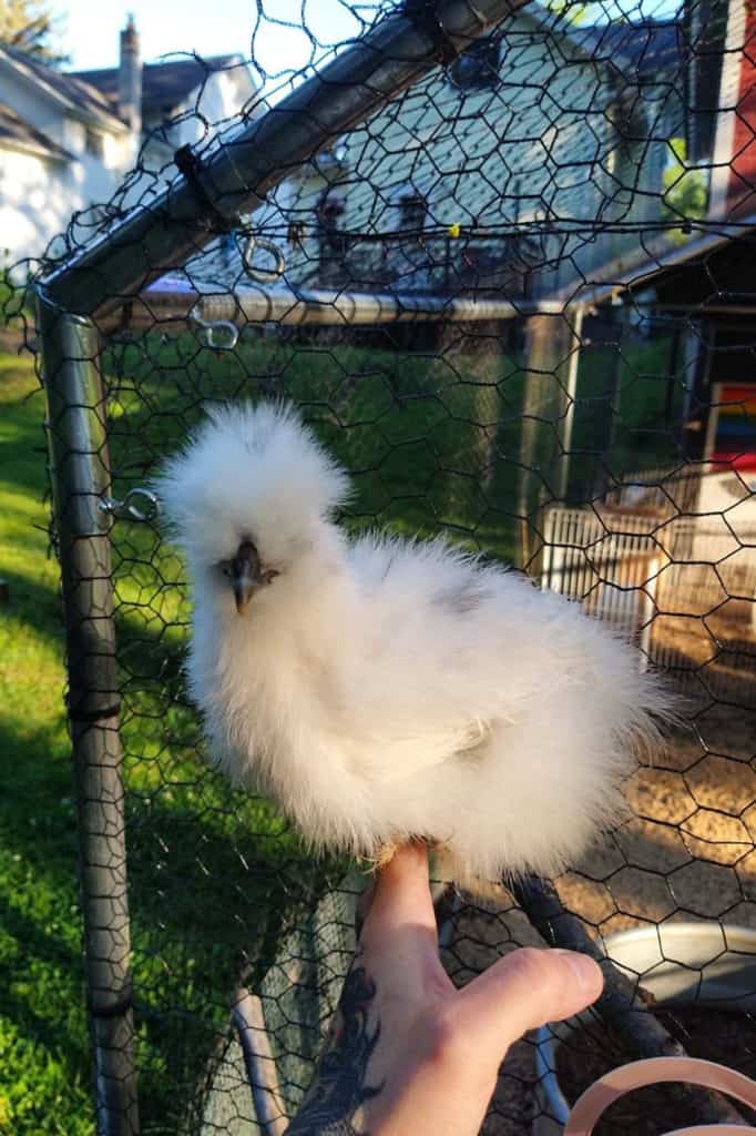 Top 8 Small Chicken Breeds (With Pictures & Videos)