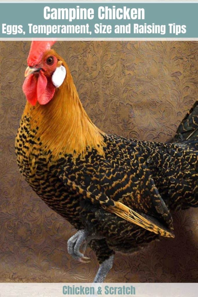 Campine Chicken: Eggs, Temperament, Size and Raising Tips