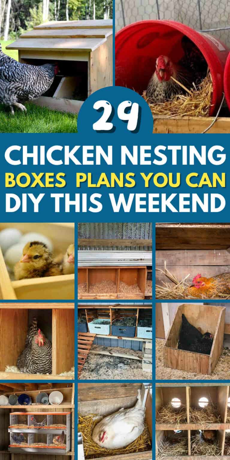 29 Chicken Nesting Boxes Plans You Can DIY This Weekend