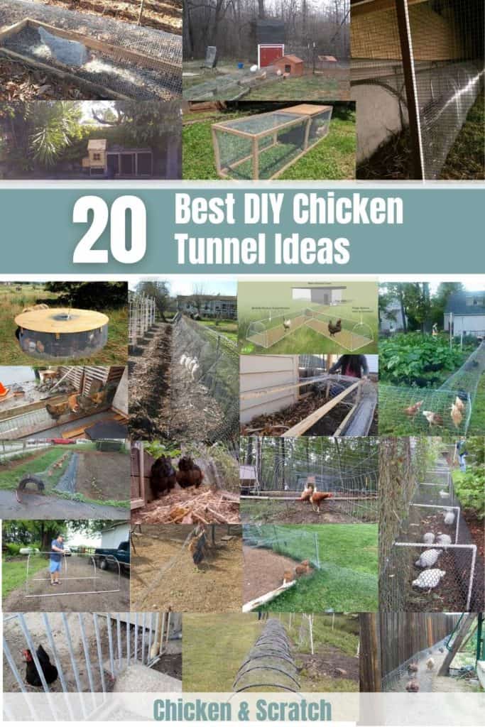 20 DIY Chicken Tunnel ideas for Every Garden