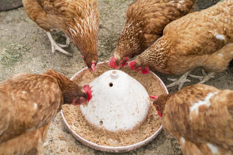 Can You Overfeed Chickens? - The Complete Beginner's Guide