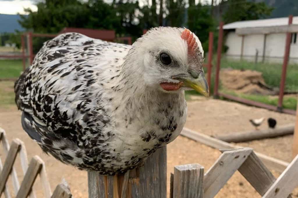 Mosaic Chicken: Eggs, Temperament, Size and Raising Tips