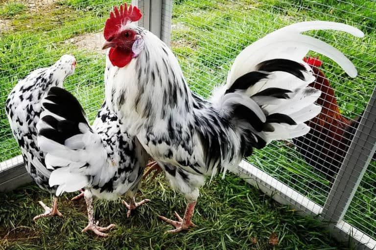 15 Most Expensive Chicken Breeds (With Pictures)