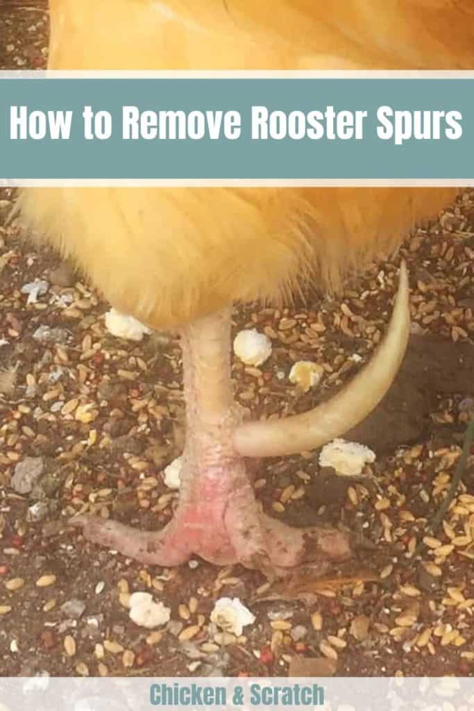 6 Easy Ways to Remove Rooster Spurs