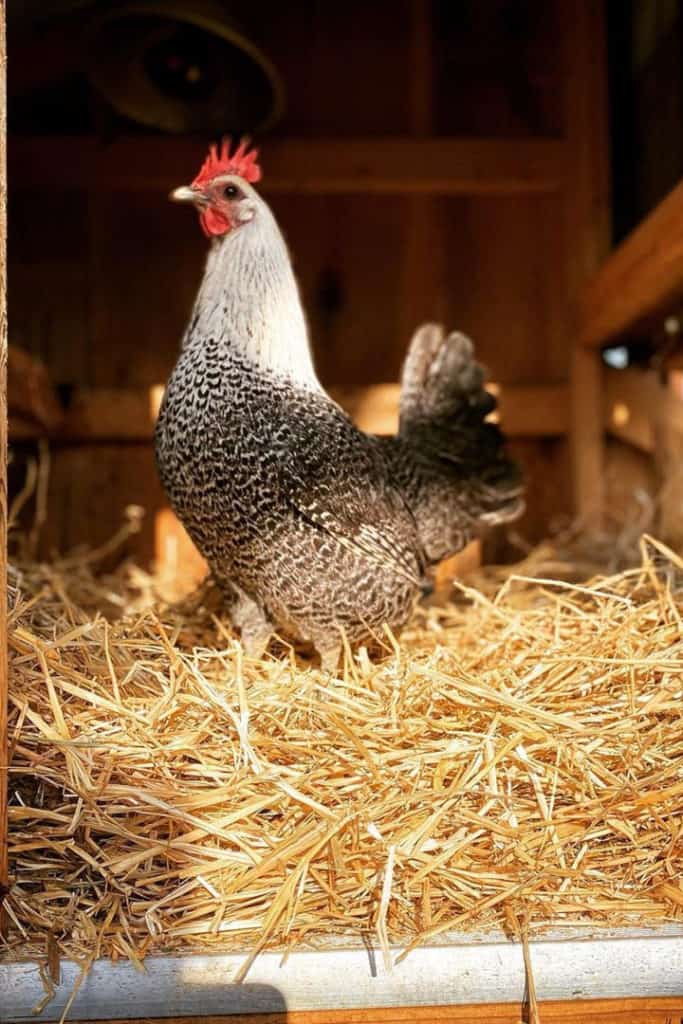 Campine Chicken: Eggs, Temperament, Size and Raising Tips