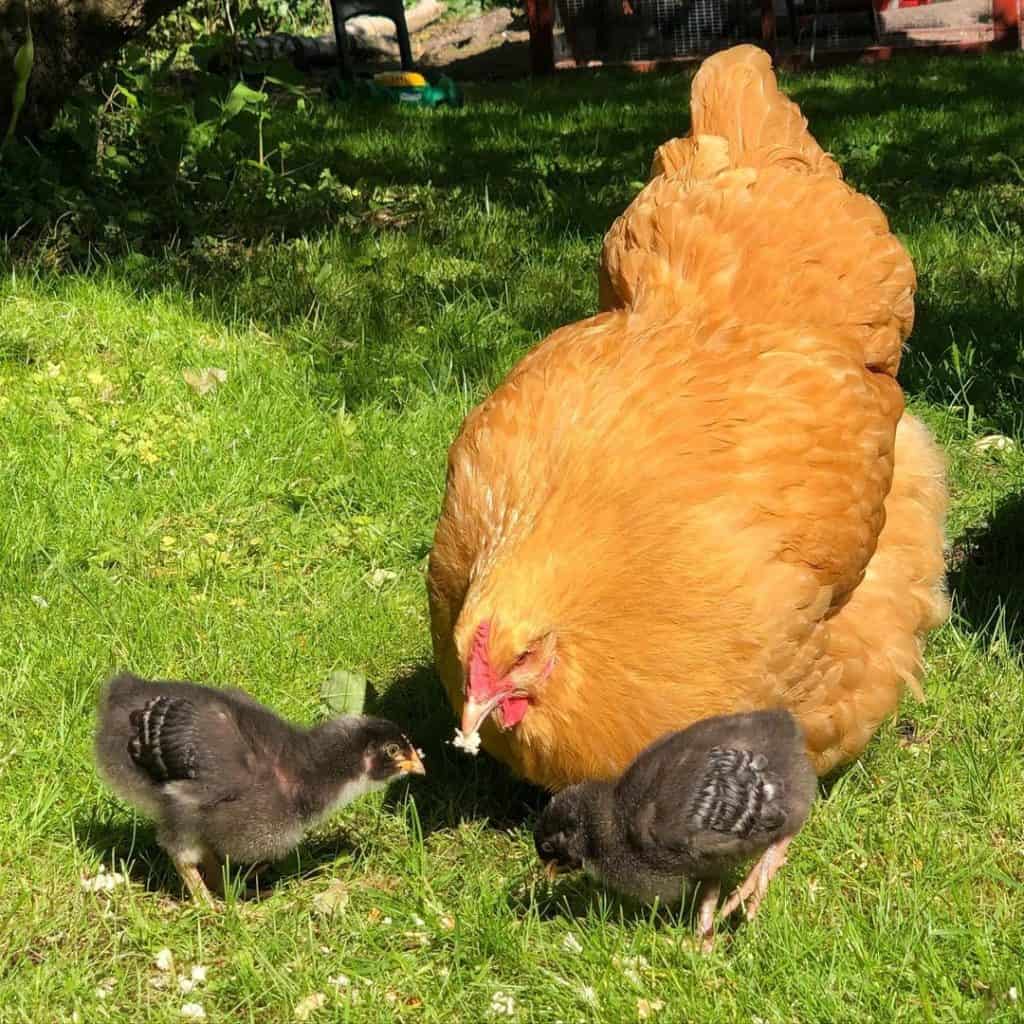 15 Most Expensive Chicken Breeds (With Pictures)