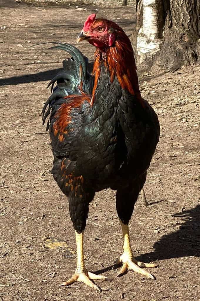 7 Prominent Fighting Chicken Breeds (With Pictures)