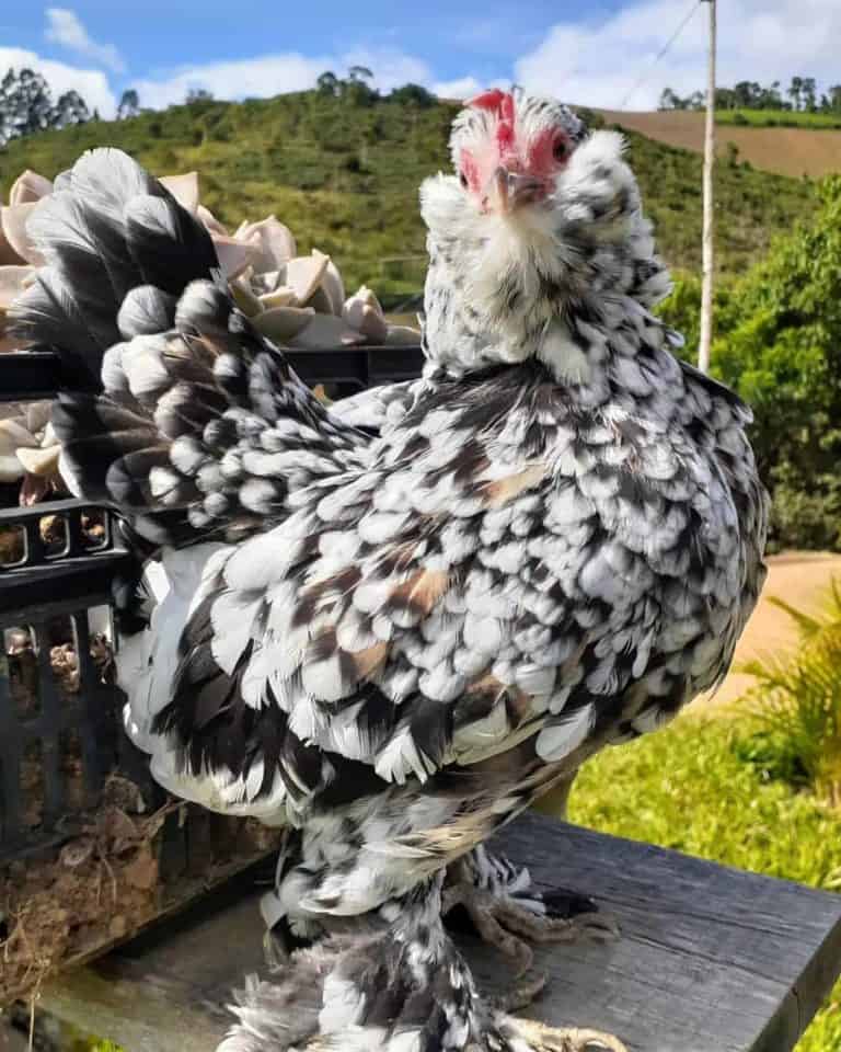 Top 6 Utterly Cute Chicken Breeds (with Pictures)