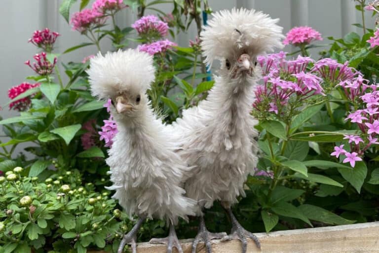 Top 10 Weird Chicken Breeds (with Pictures)