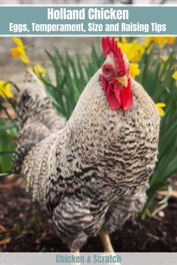 Holland Chicken: Eggs, Temperament, Size and Raising Tips