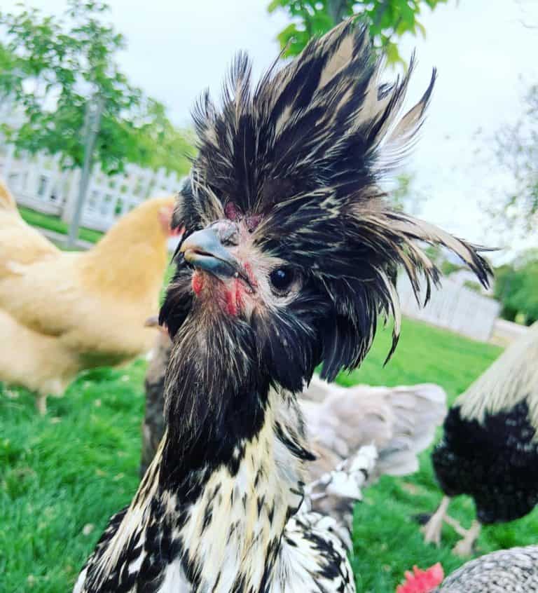 Top 10 Weird Chicken Breeds (with Pictures)