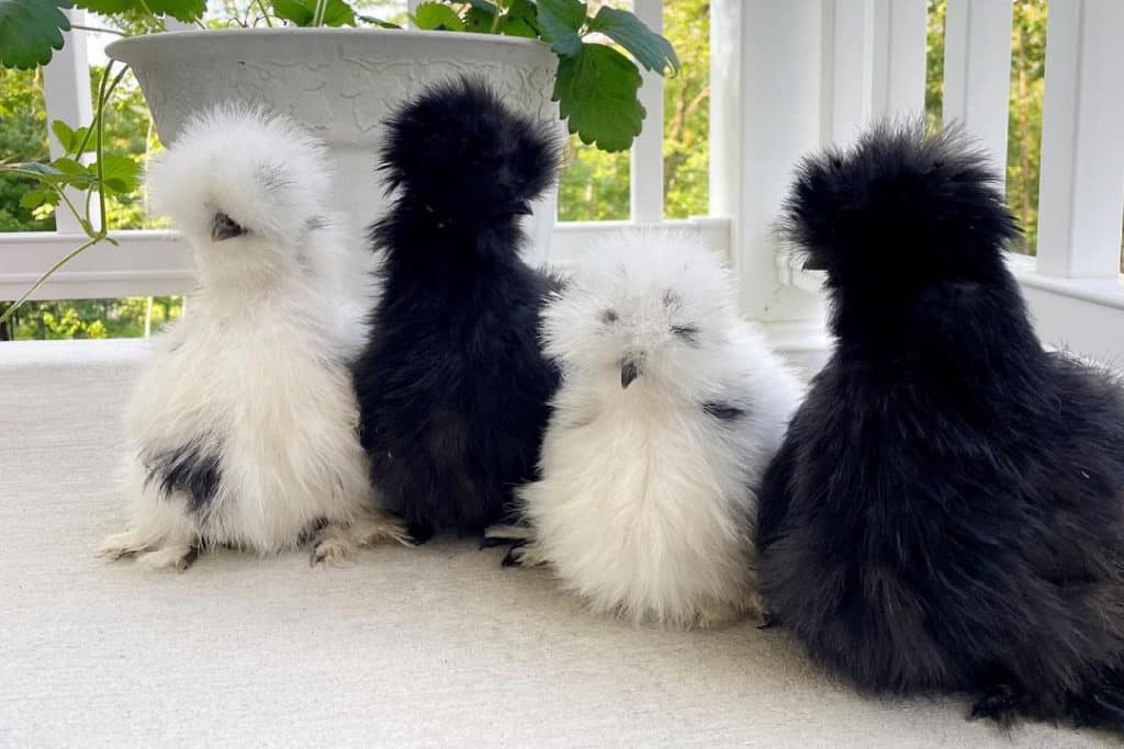 Top 6 Utterly Cute Chicken Breeds (with Pictures)