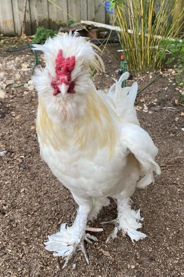 Top 10 White Chicken Breeds (with Pictures)