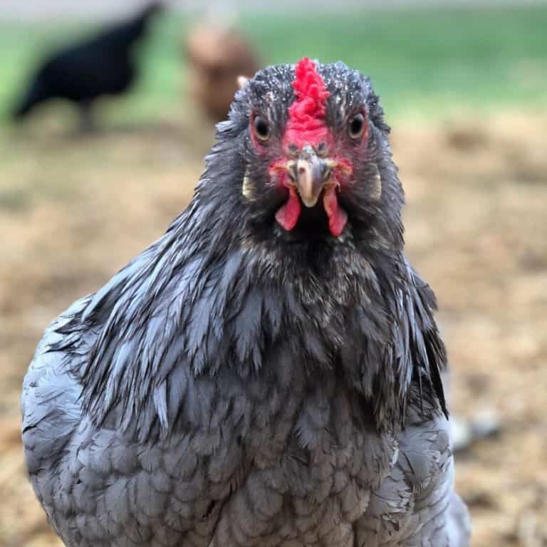 Whiting True Blue Chicken: Eggs, Temperament, Size and Raising Tips
