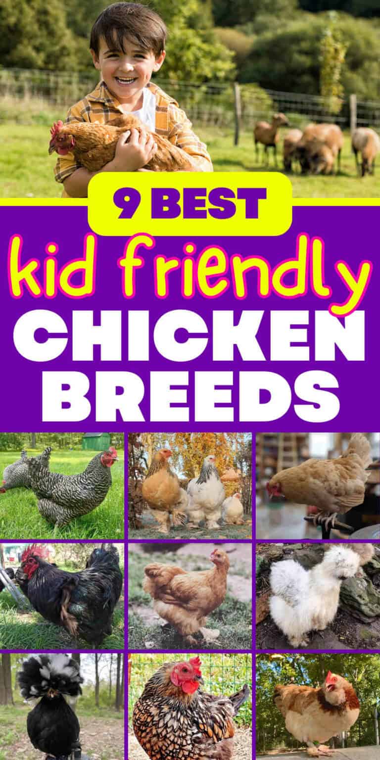 9 Best Chicken Breeds for Kids (with Pictures)