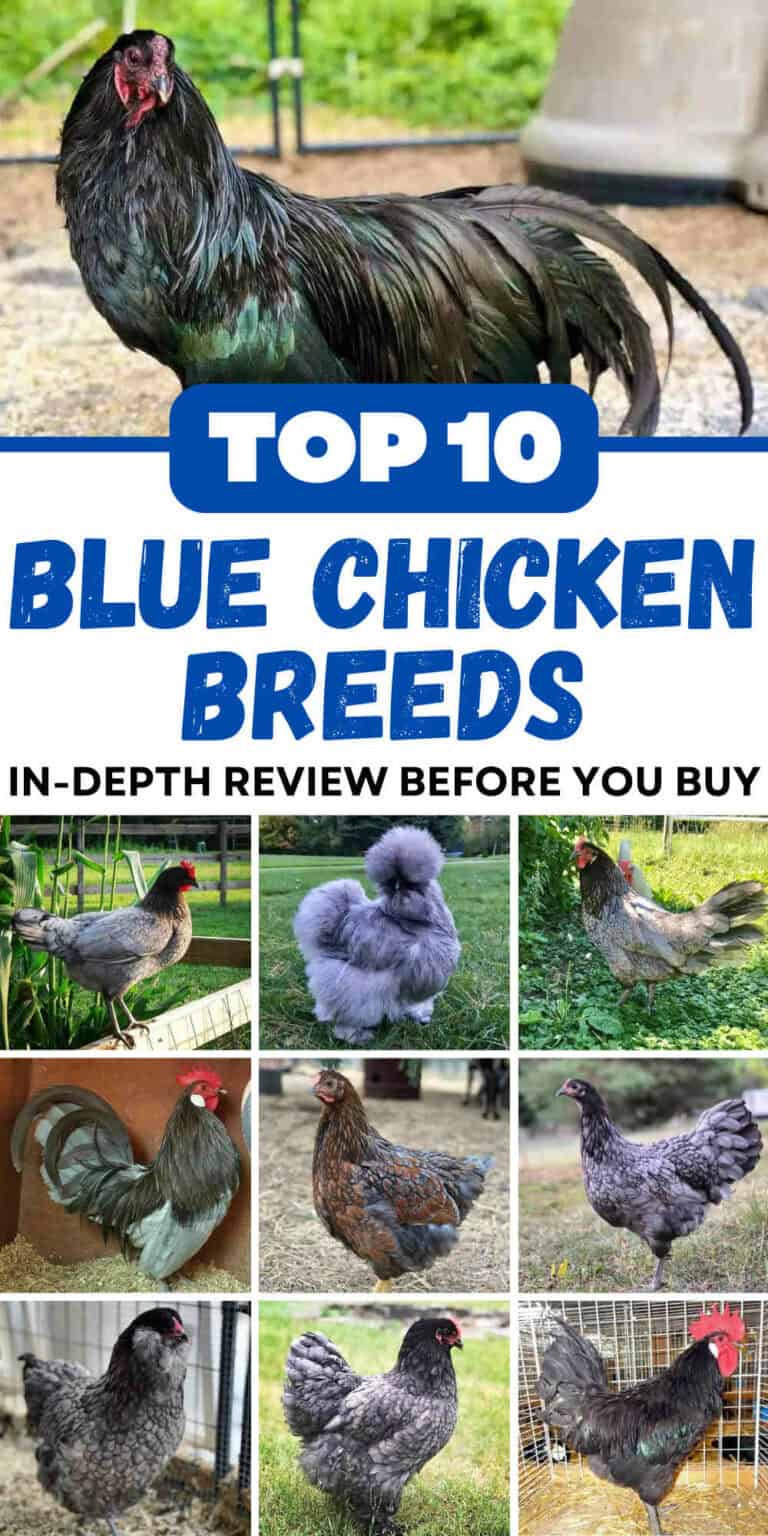 Top 10 Blue Chicken Breeds - Chickens With Blue Feathers