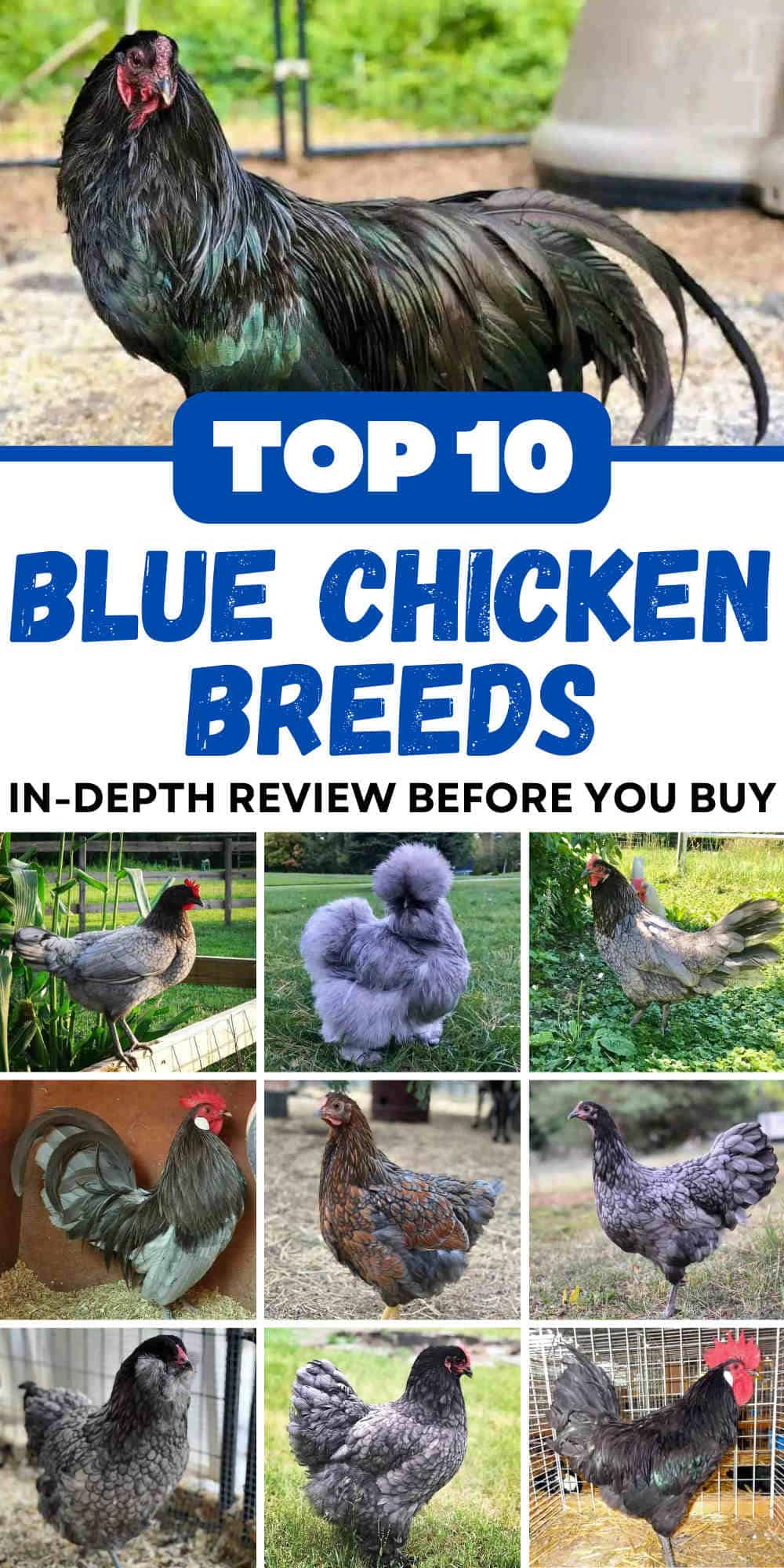 Top 10 Blue Chicken Breeds - Chickens With Blue Feathers