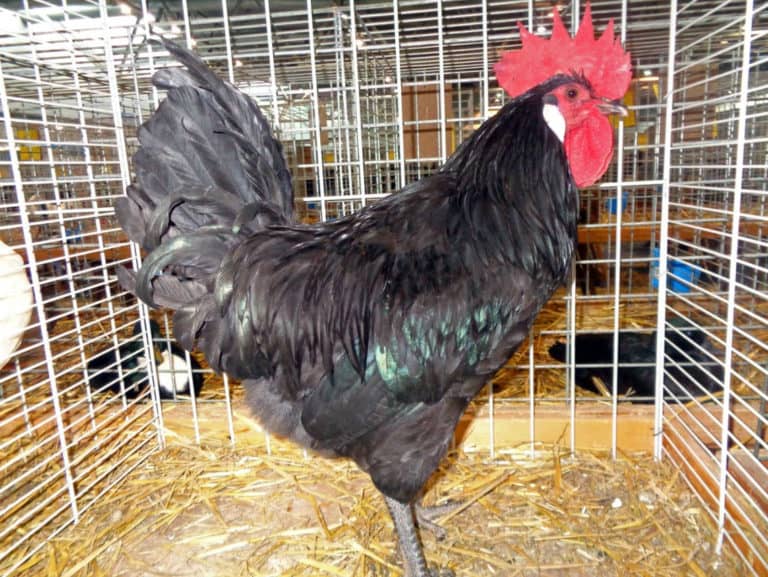 Top 10 Blue Chicken Breeds - Chickens With Blue Feathers