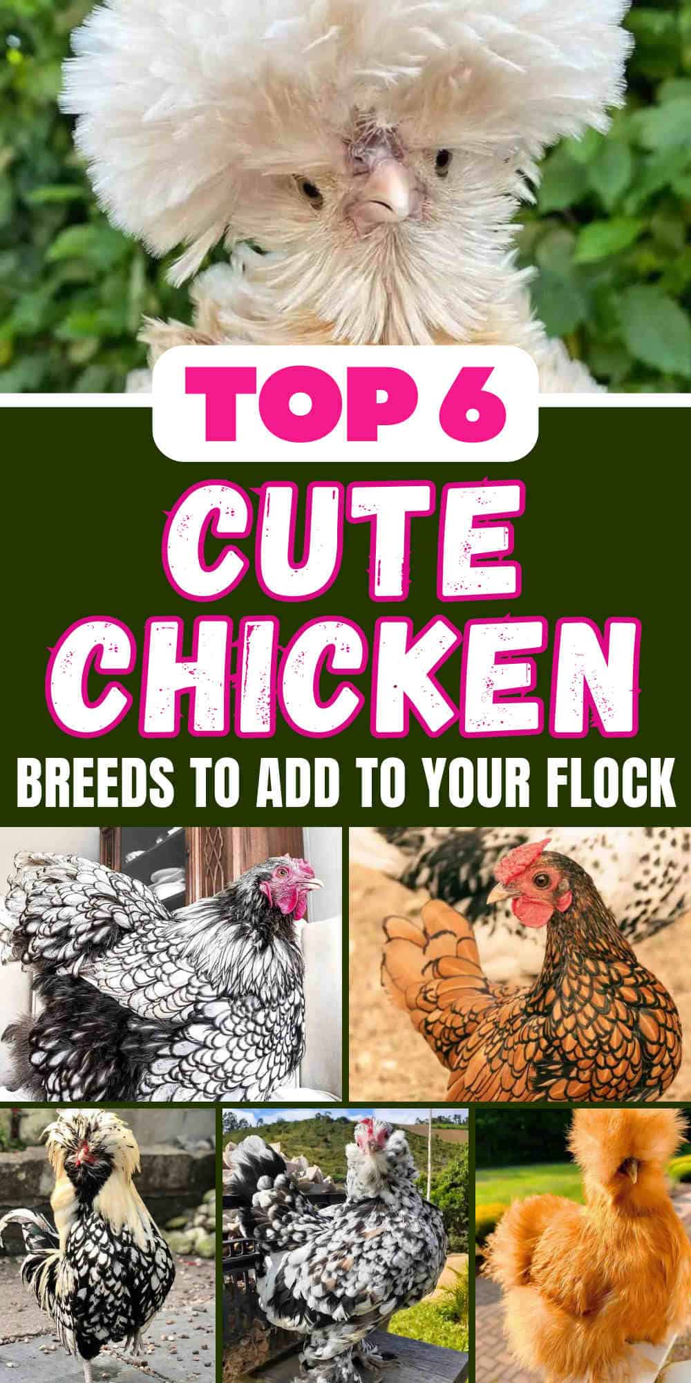 Top 6 Utterly Cute Chicken Breeds (with Pictures)