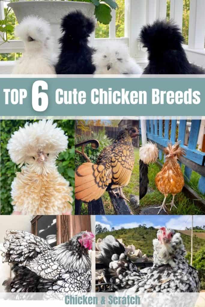 Top 6 Utterly Cute Chicken Breeds (with Pictures)