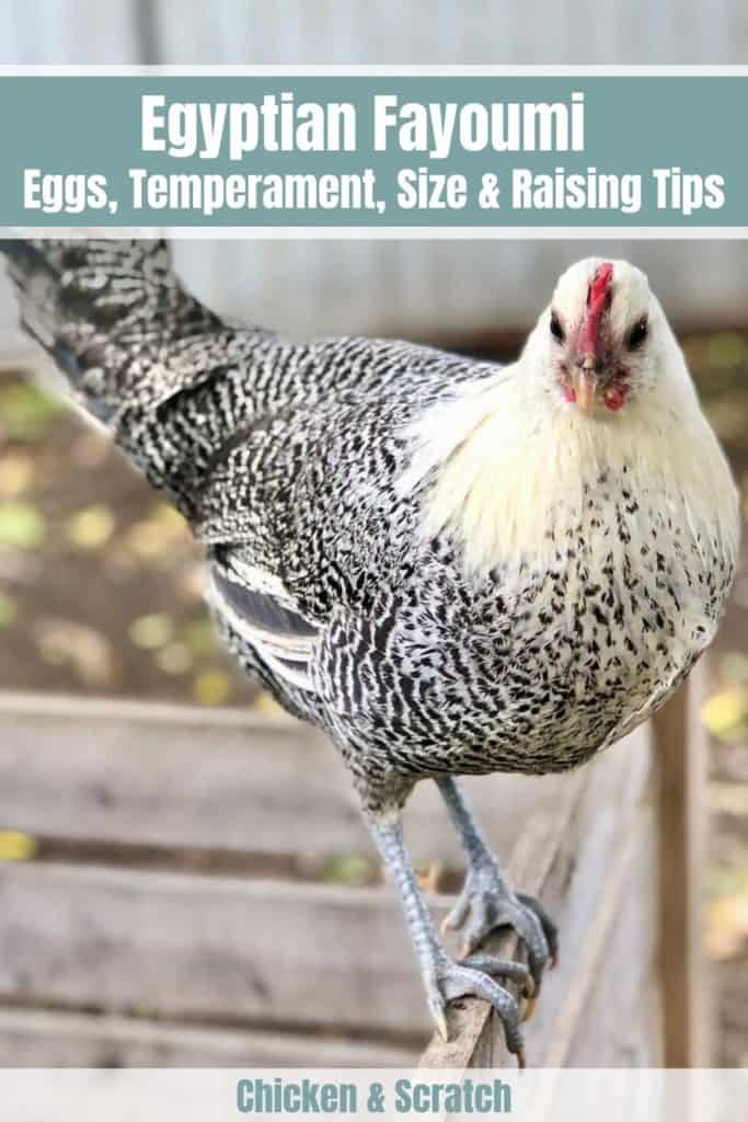 Egyptian Fayoumi: Eggs, Temperament, Size and Raising Tips