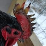 Chicken Frostbite: Identify, Causes, Treatment & Prevention