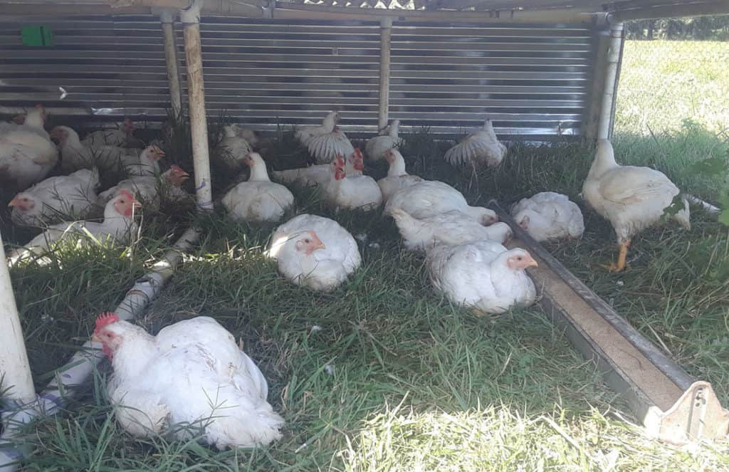 How Many Chickens Do I Need For Eggs And Meat?