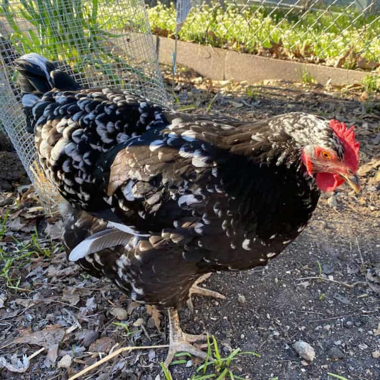 Java Chicken: Eggs, Temperament, Size and Raising Tips