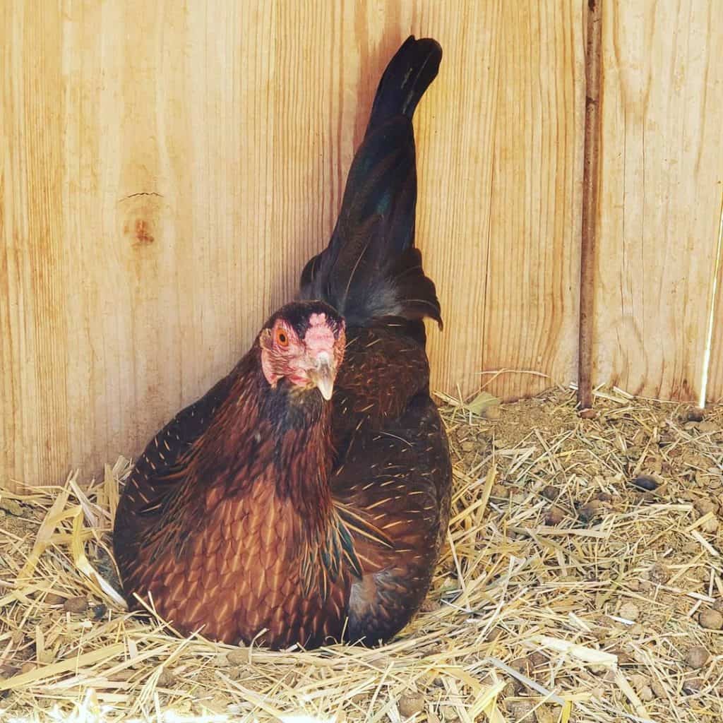 Redcap Chicken: Eggs, Temperament, Size and Raising Tips
