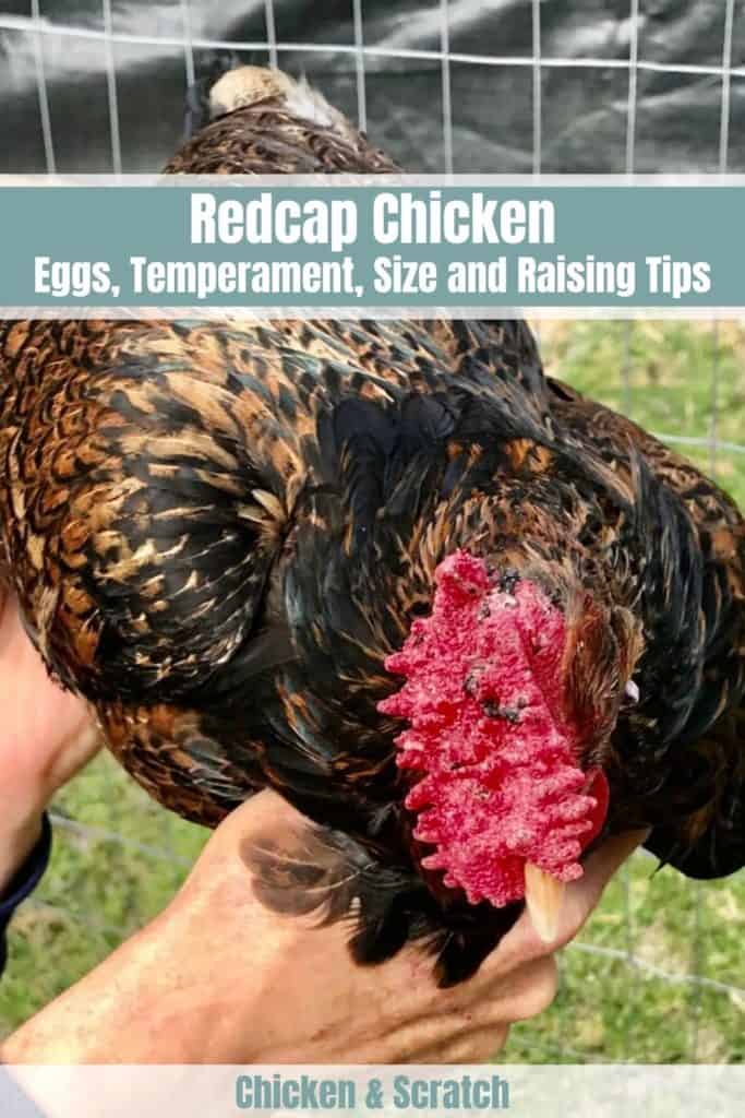 Redcap Chicken: Eggs, Temperament, Size and Raising Tips