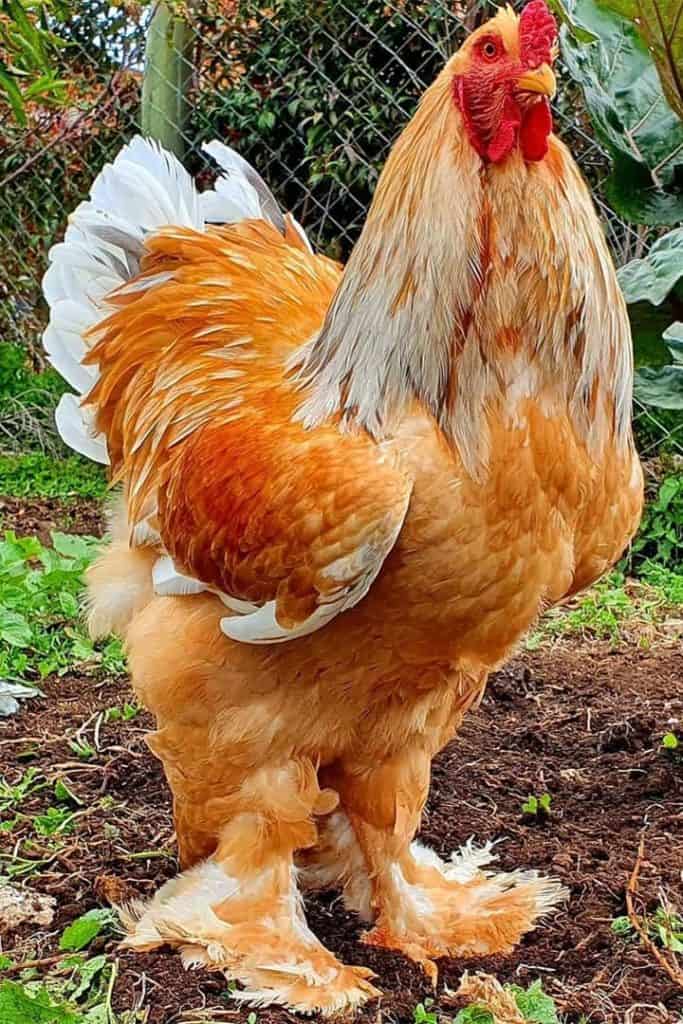 Top 6 Asian Chicken Breeds (with Pictures)